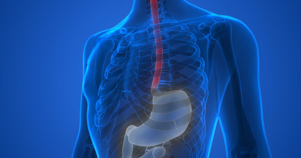 Microbioma dell’esofago: fibre alimentari potrebbero prevenire patologie